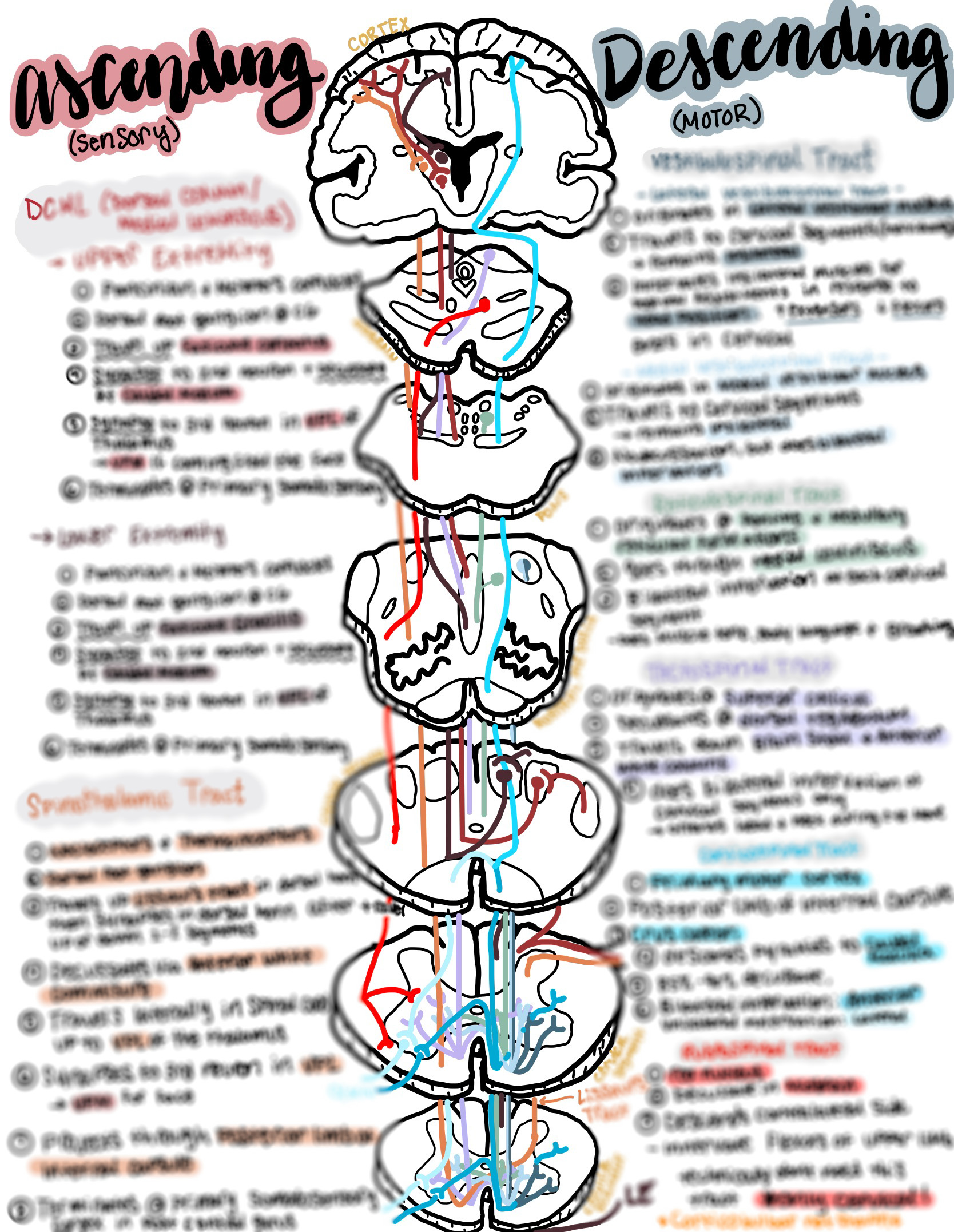 Spinal Cord Tracts and Lesions Notes - Dysfunctional Anatomy